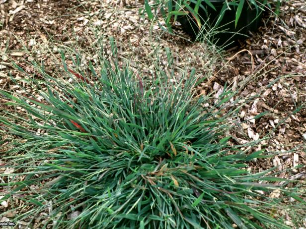 How To Identify Common Lawn Weeds How Tos Diy