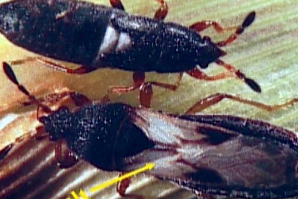 How to Identify and Get Rid of Common Lawn Pests | DIY