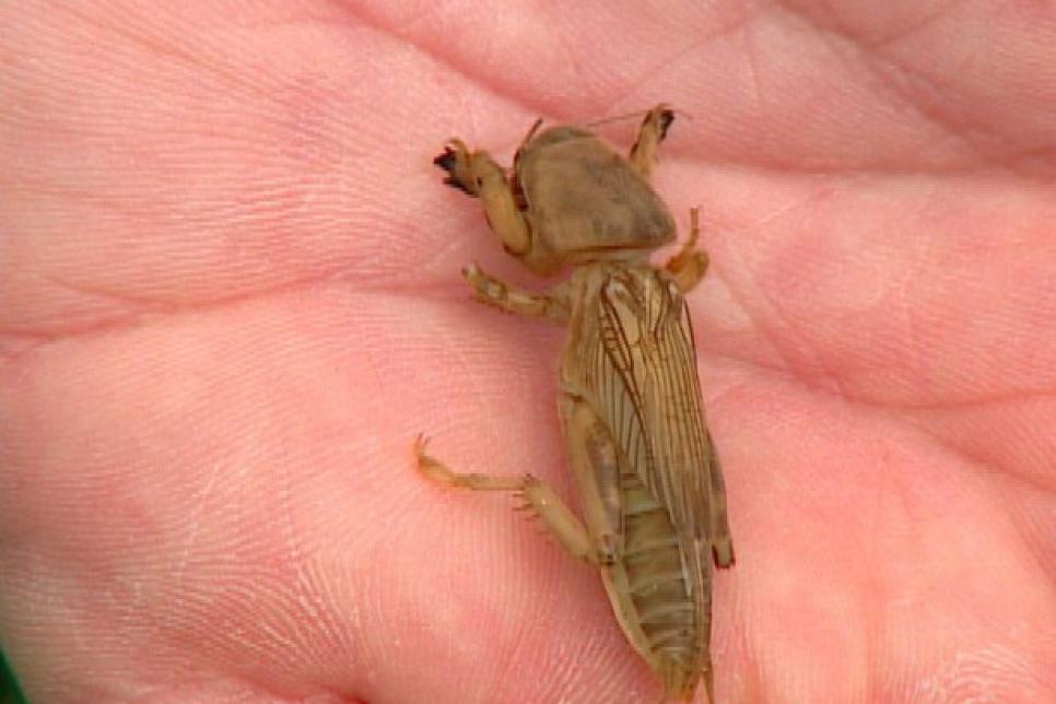 Identifying Insects In My Garden