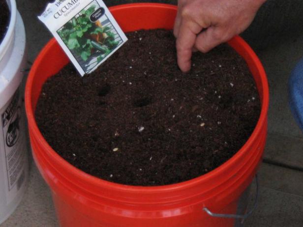 How to Grow Cucumbers in a Pot | HGTV