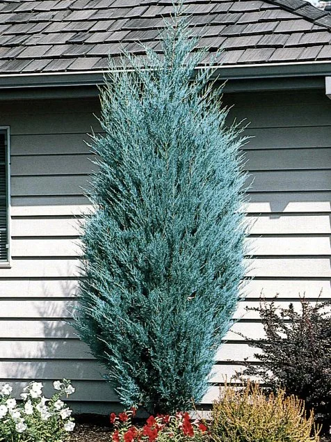 blue arrow juniper tree