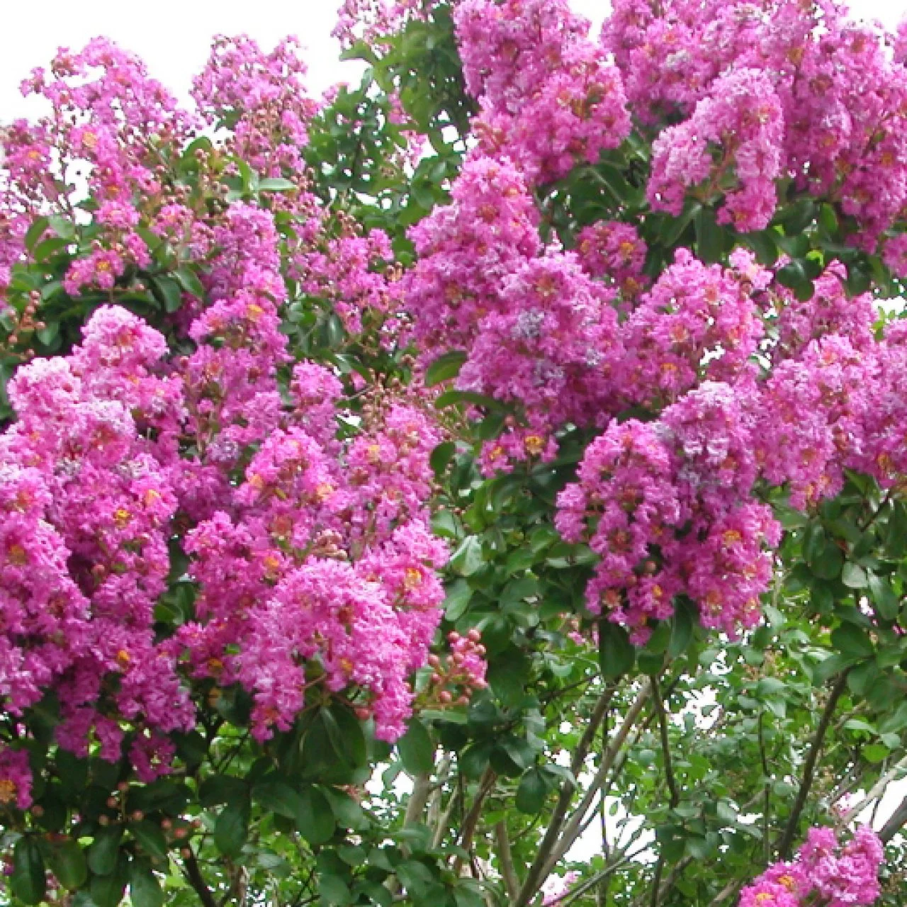 Crape Myrtle Bushes Types And Care With Pictures