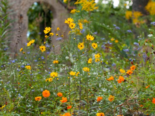 How to Plant, Grow and Care for Cosmos Flowers | HGTV