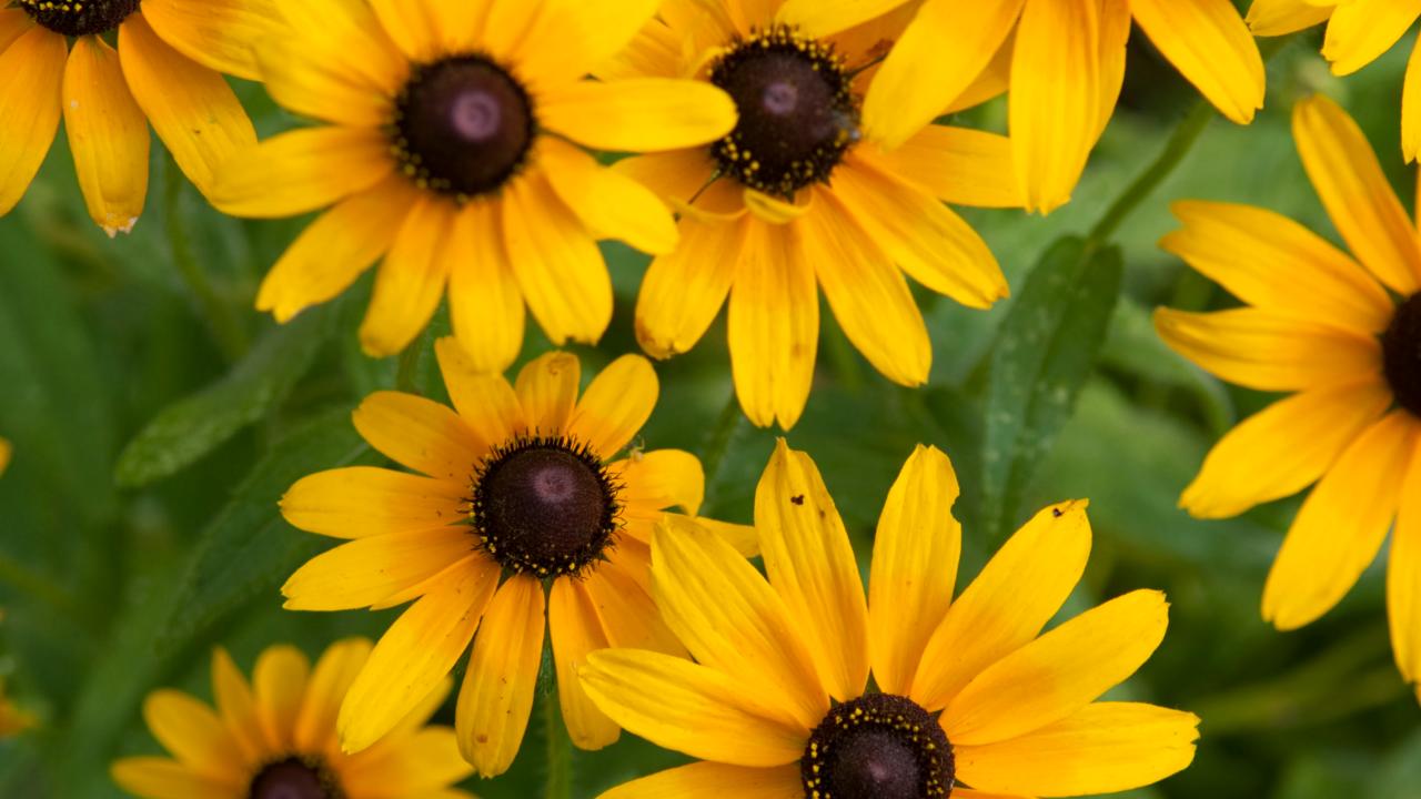 Black Eyed Susan Flower