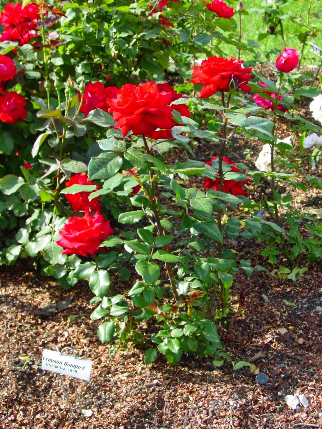 Types of Mulch and Where to Use Them | HGTV