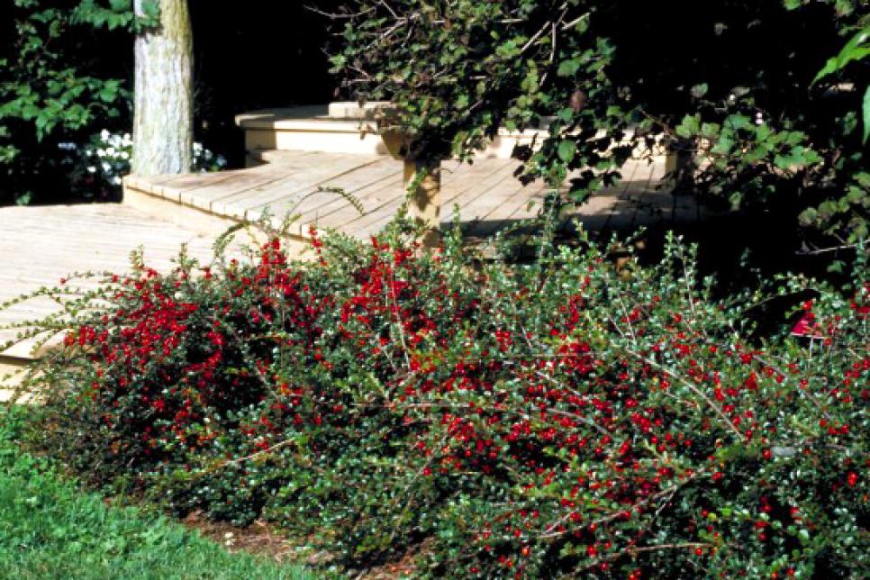 17 Low-Maintenance Plants and Dwarf Shrubs | DIY