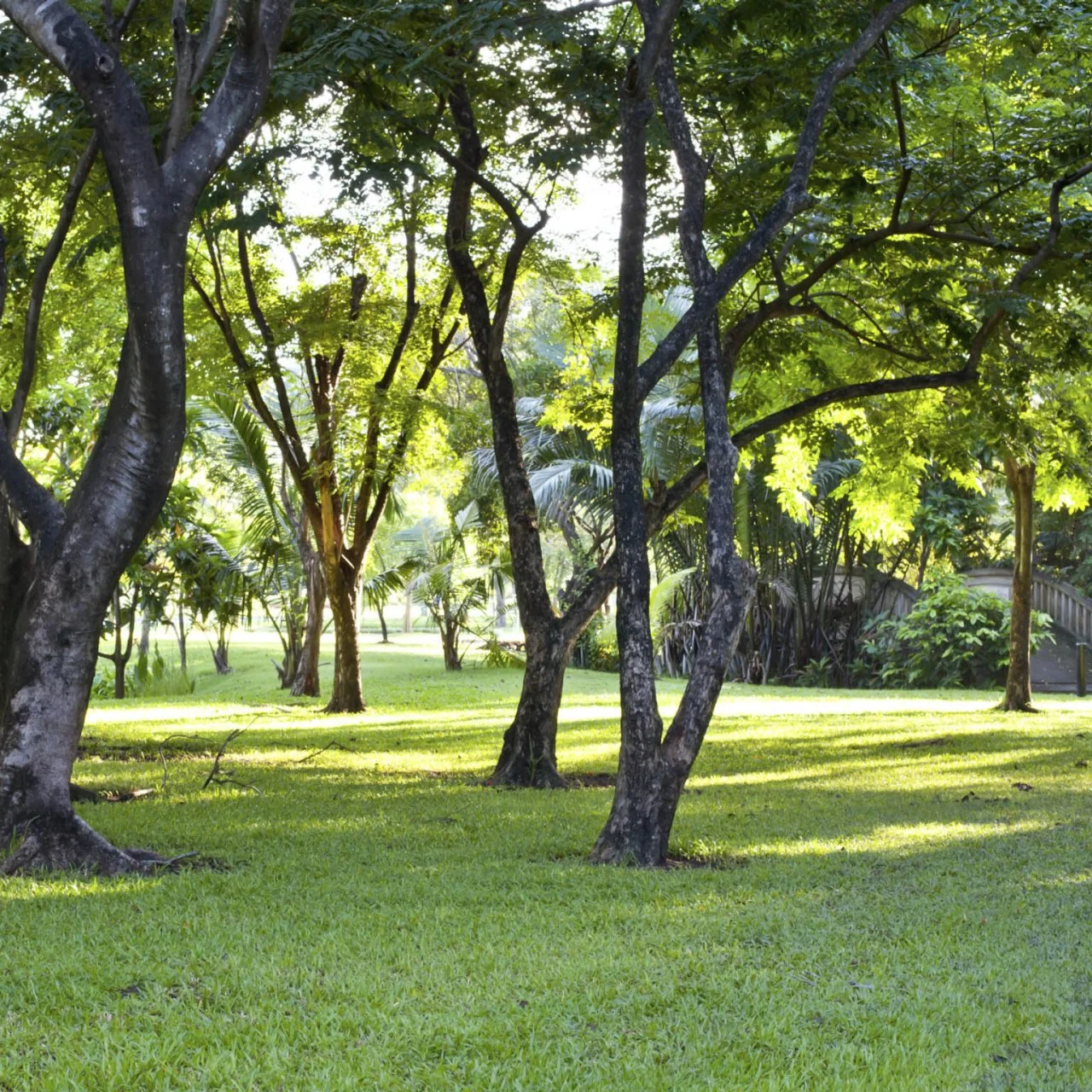 Grass that grows in shade store
