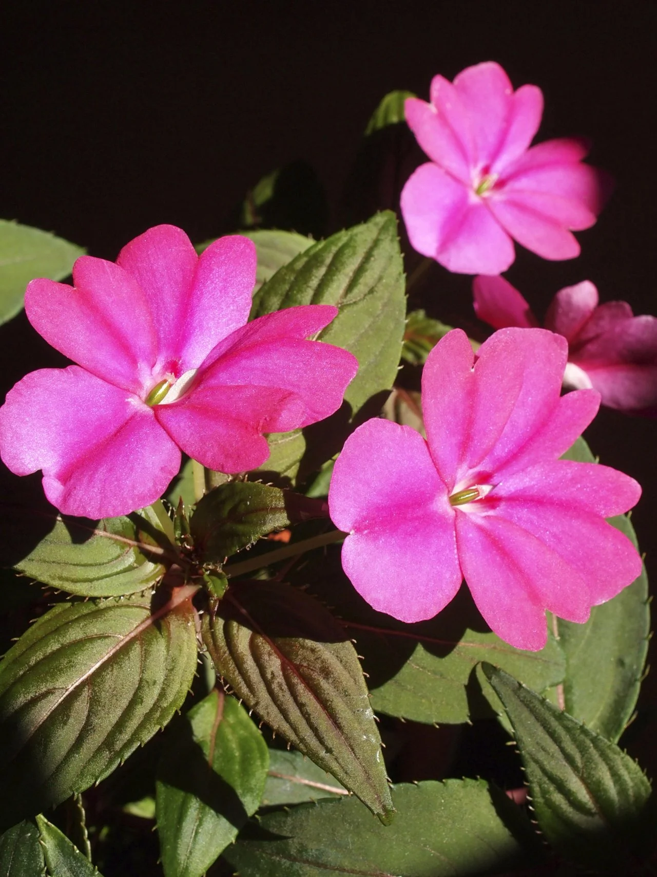 The Easiest Annuals To Plant For Color All Summer Long HGTV