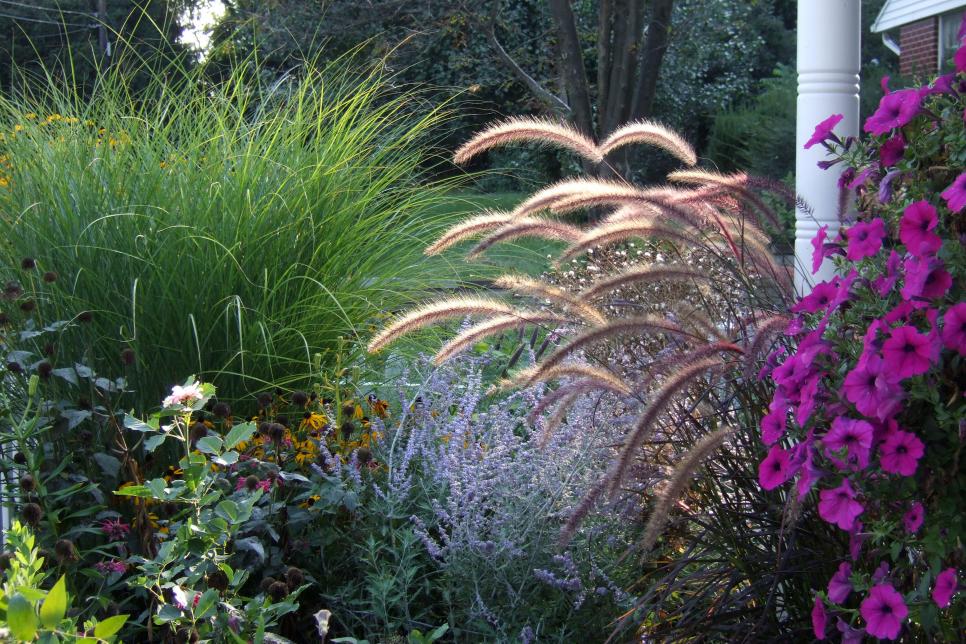 Types Of Ornamental Grasses Diy