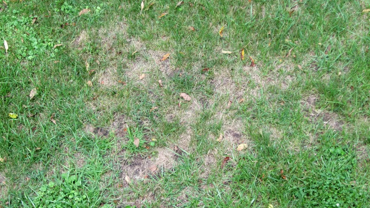Early Signs Of Grubs