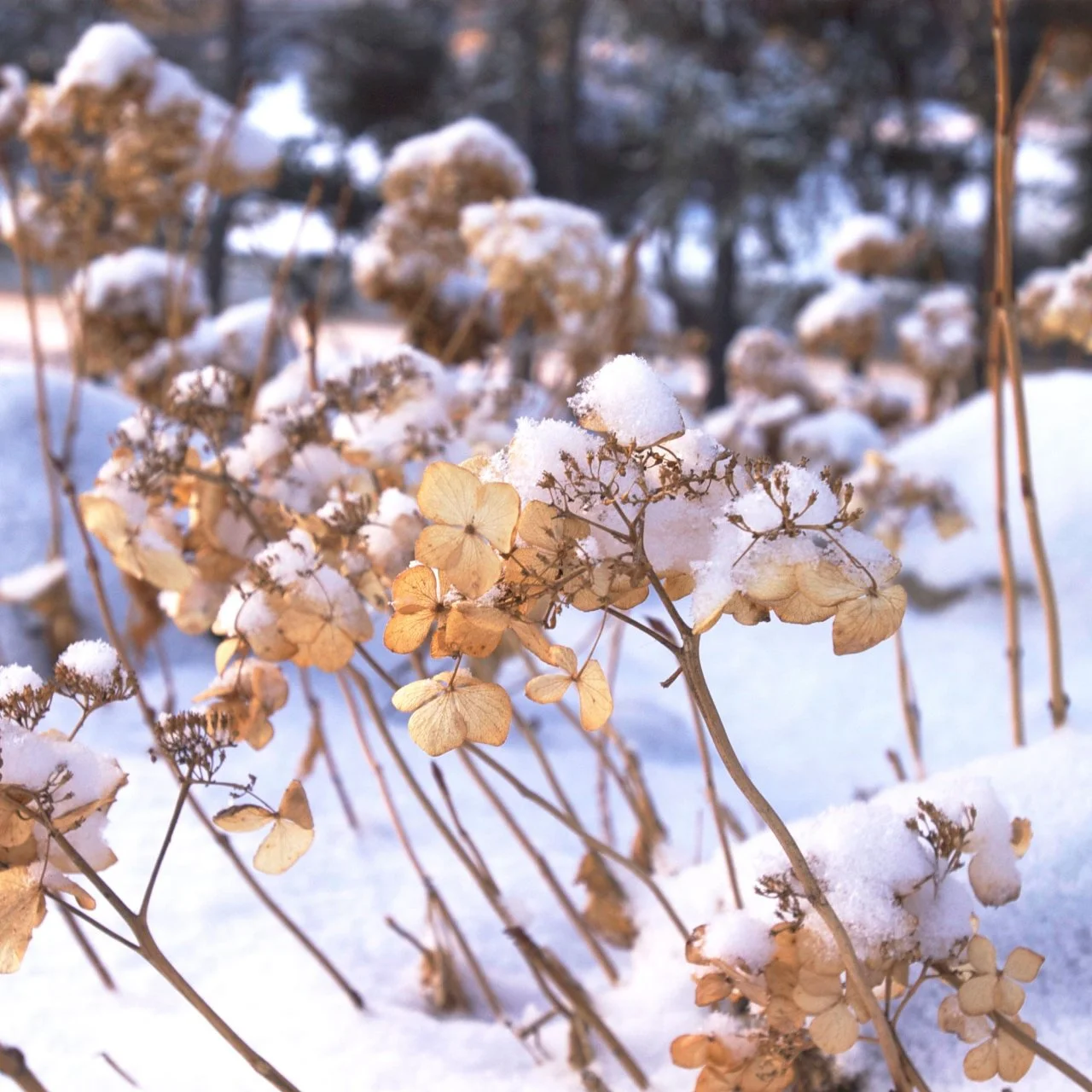 Hydrangea in winter store
