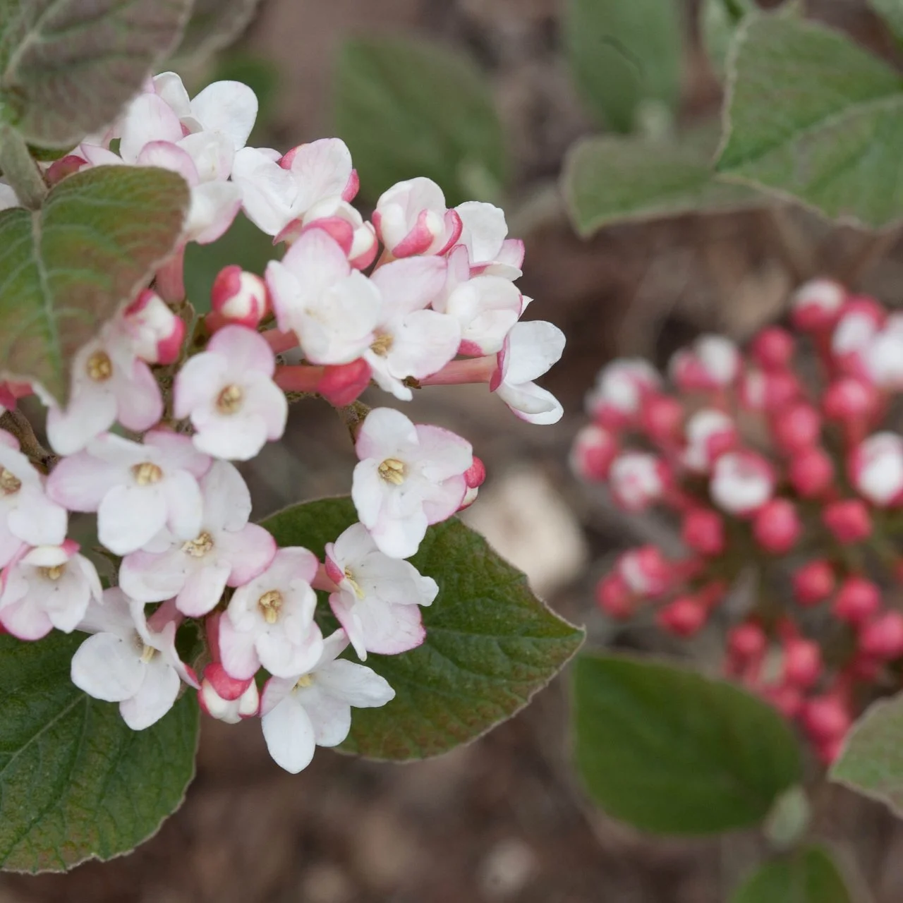 Viburnum With White Flowers How To Plant, Grow And Care For Viburnum
