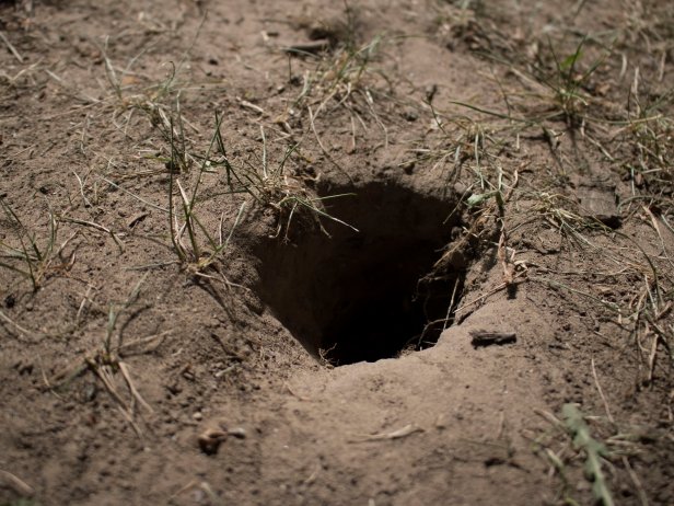 How to Eliminate Underground Bee, Wasp and Yellow Jacket Hives | HGTV